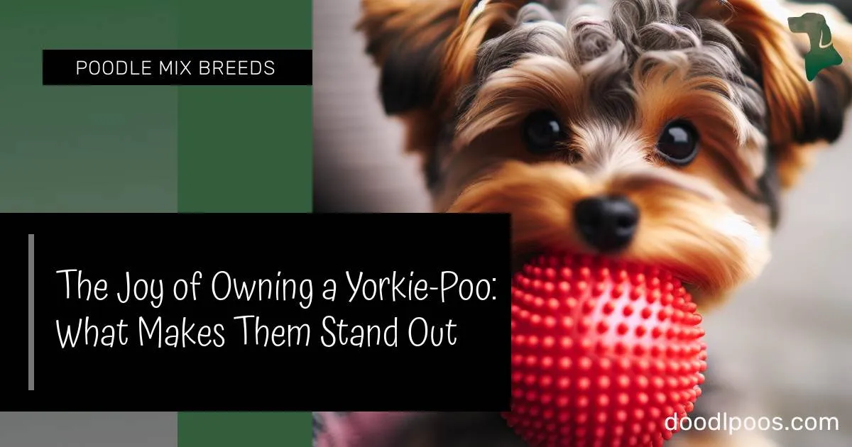 The Joy of Owning a Yorkie-Poo: What Makes Them Stand Out - Doodles n Poodles