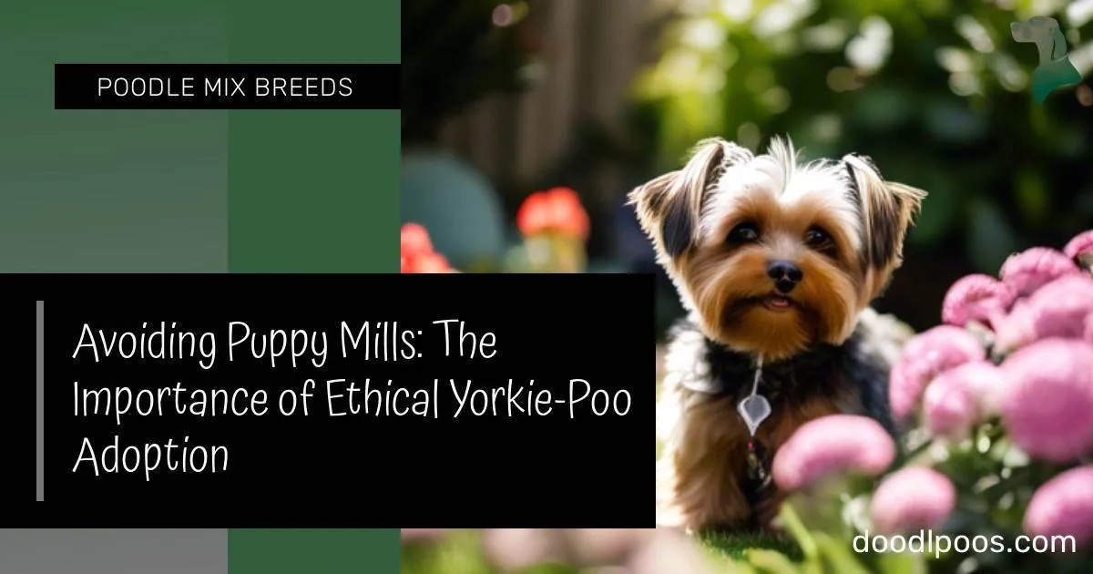 Avoiding Puppy Mills: The Importance of Ethical Yorkie-Poo Adoption - Doodles n Poodles