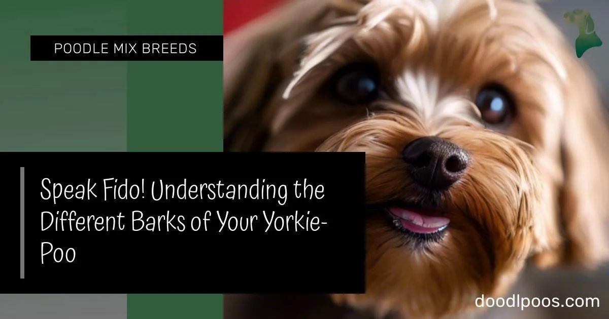 Speak Fido! Understanding the Different Barks of Your Yorkie-Poo - Doodles n Poodles