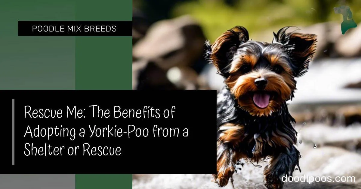 Rescue Me: The Benefits of Adopting a Yorkie-Poo from a Shelter or ...