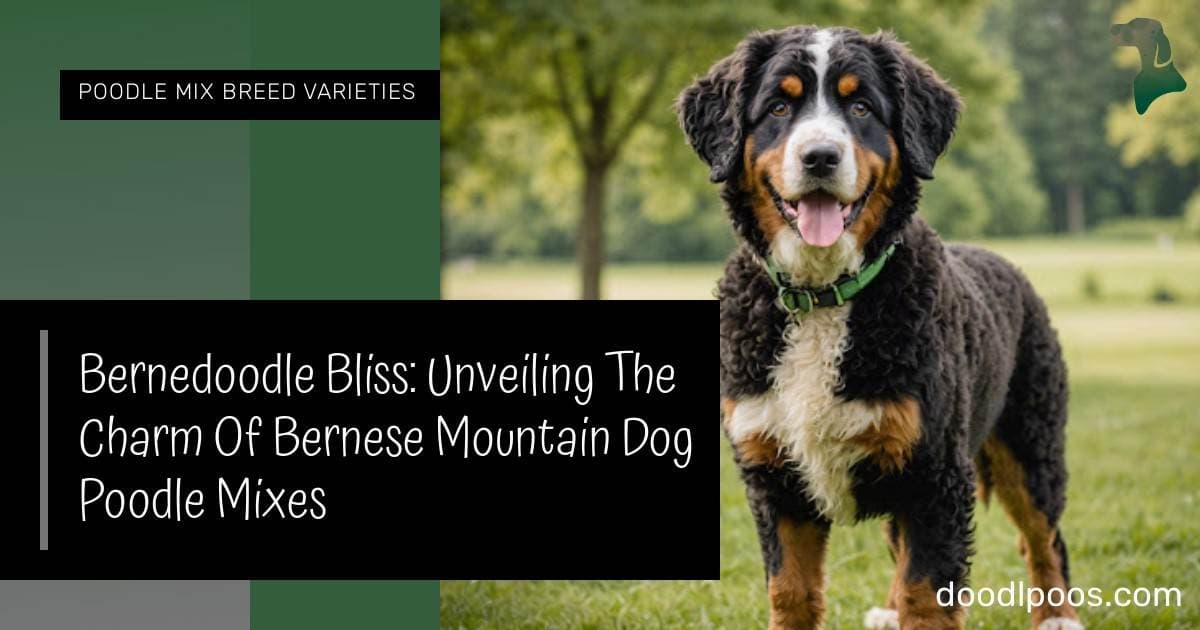 Bernedoodle Bliss: Unveiling The Charm Of Bernese Mountain Dog Poodle ...