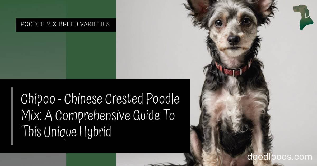 Chipoo - Chinese Crested Poodle Mix: A Comprehensive Guide To This ...