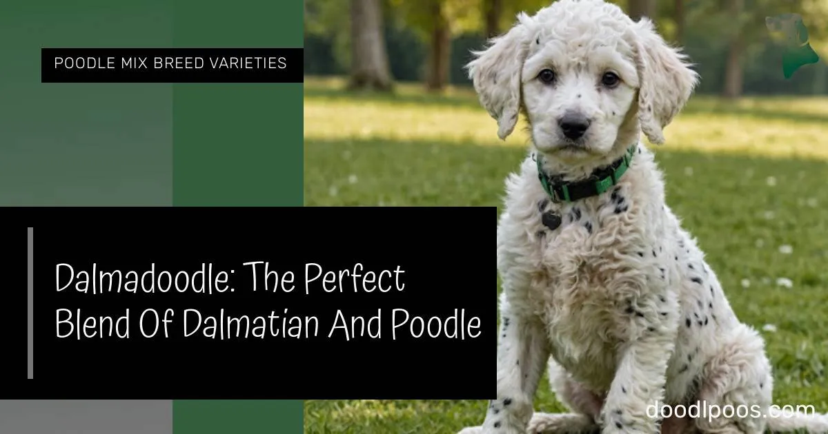 Dalmadoodle: The Perfect Blend Of Dalmatian And Poodle - Doodles n Poodles