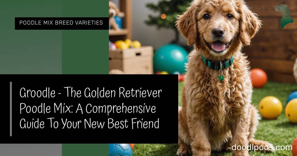 Groodle - The Golden Retriever Poodle Mix: A Comprehensive Guide To ...
