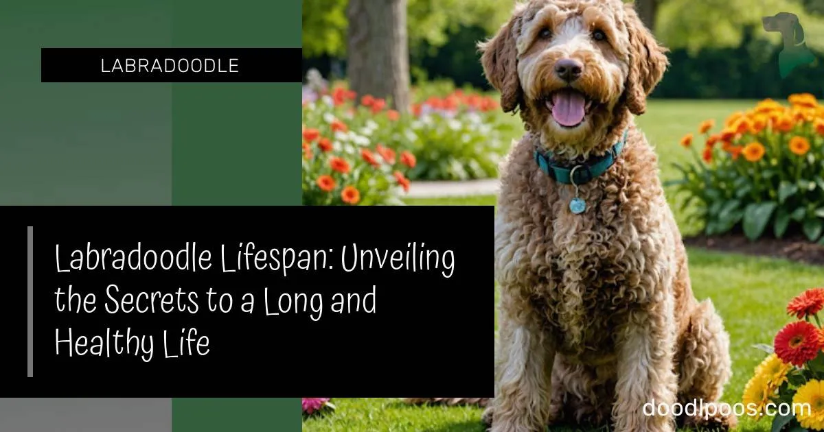 Labradoodle Lifespan: Unveiling the Secrets to a Long and Healthy Life