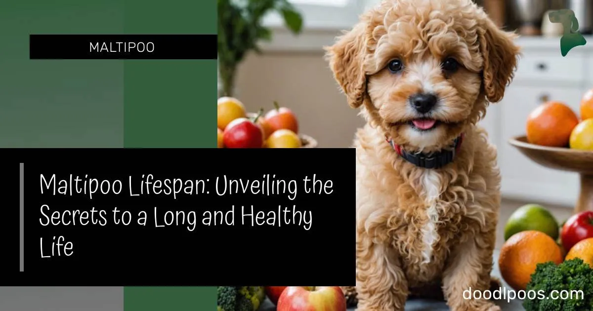 Maltipoo Lifespan: Unveiling the Secrets to a Long and Healthy Life