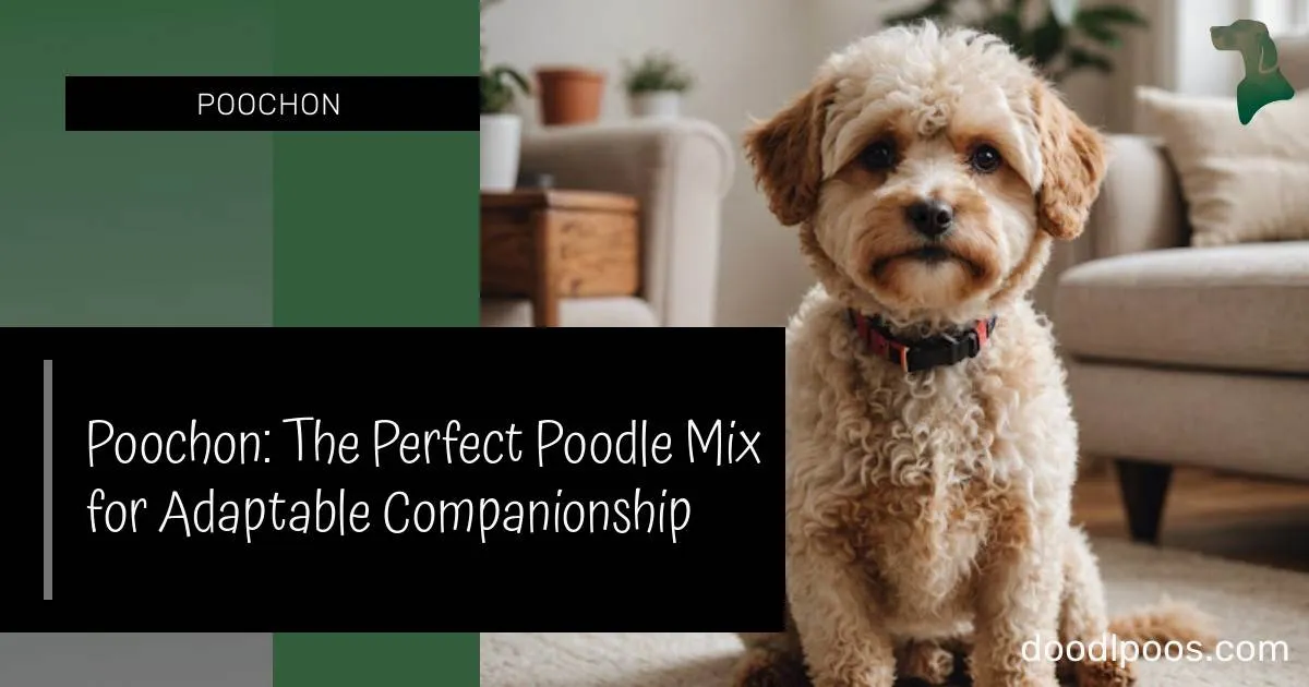 Poochon Adaptability: The Perfect Poodle Mix for Adaptable Companionship