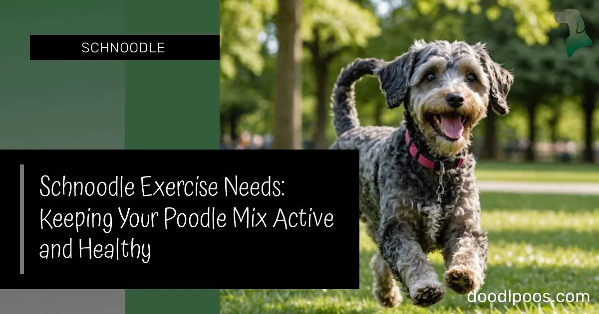 Schnoodle Exercise Needs: Keeping Your Poodle Mix Active and Healthy