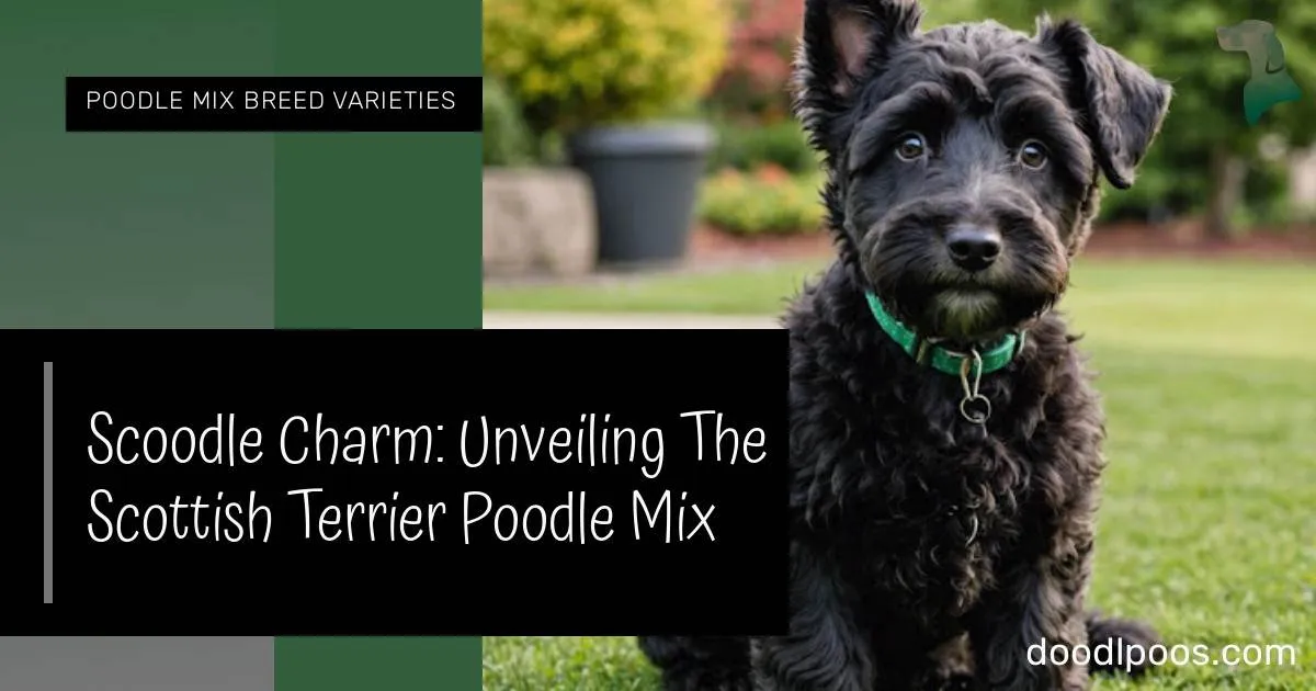 Scoodle Charm: Unveiling The Scottish Terrier Poodle Mix - Doodles n ...