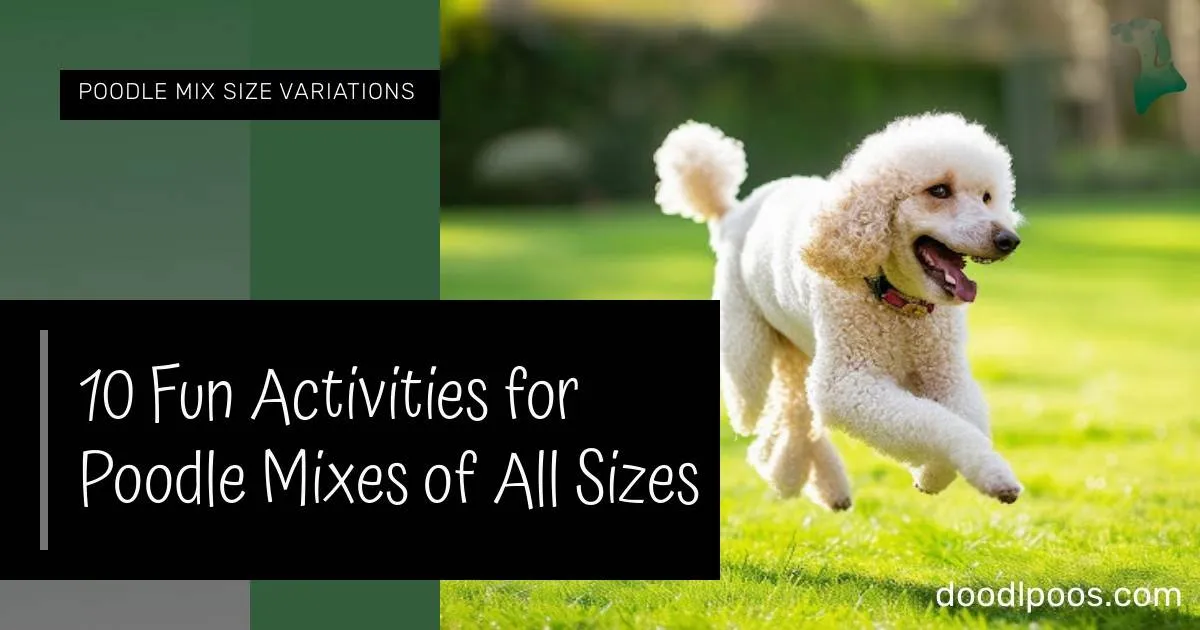 10 Fun Activities for Poodle Mixes of All Sizes
