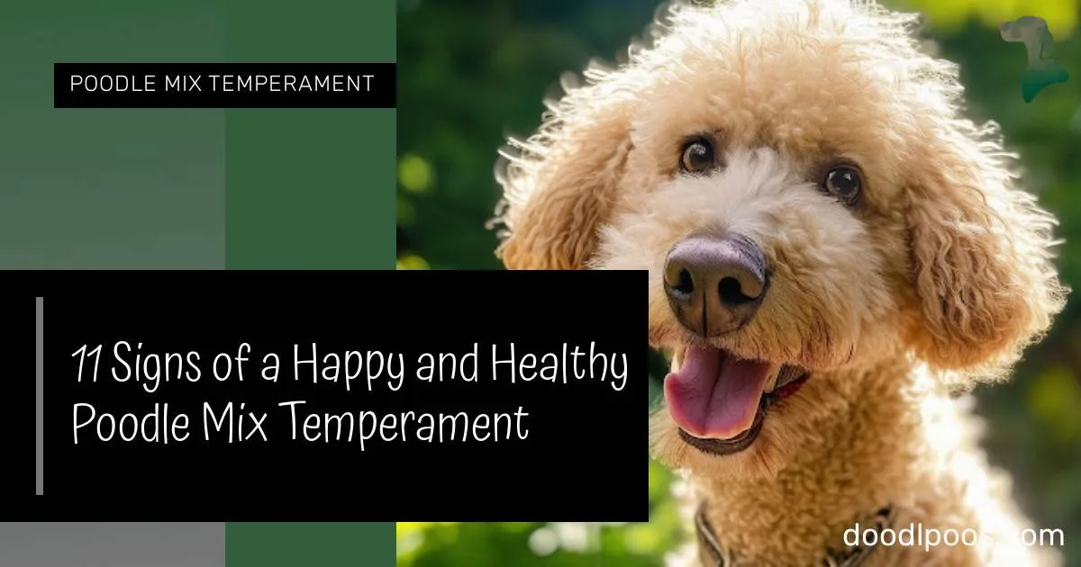 11 Signs of a Happy and Healthy Poodle Mix Temperament