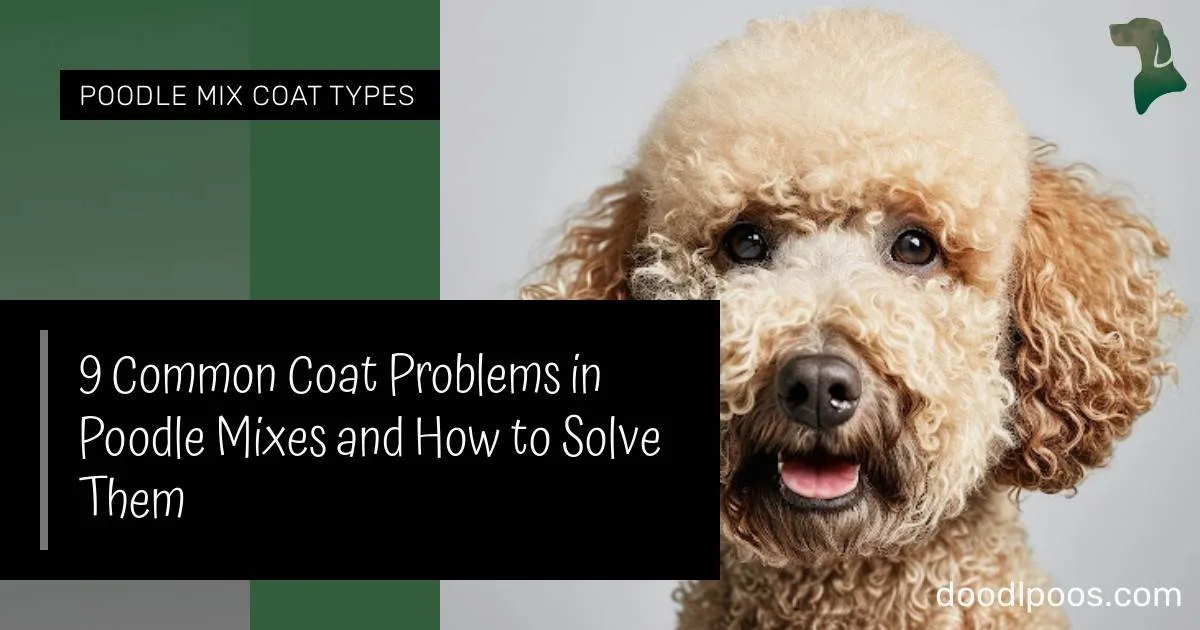 9 Common Coat Problems in Poodle Mixes and How to Solve Them