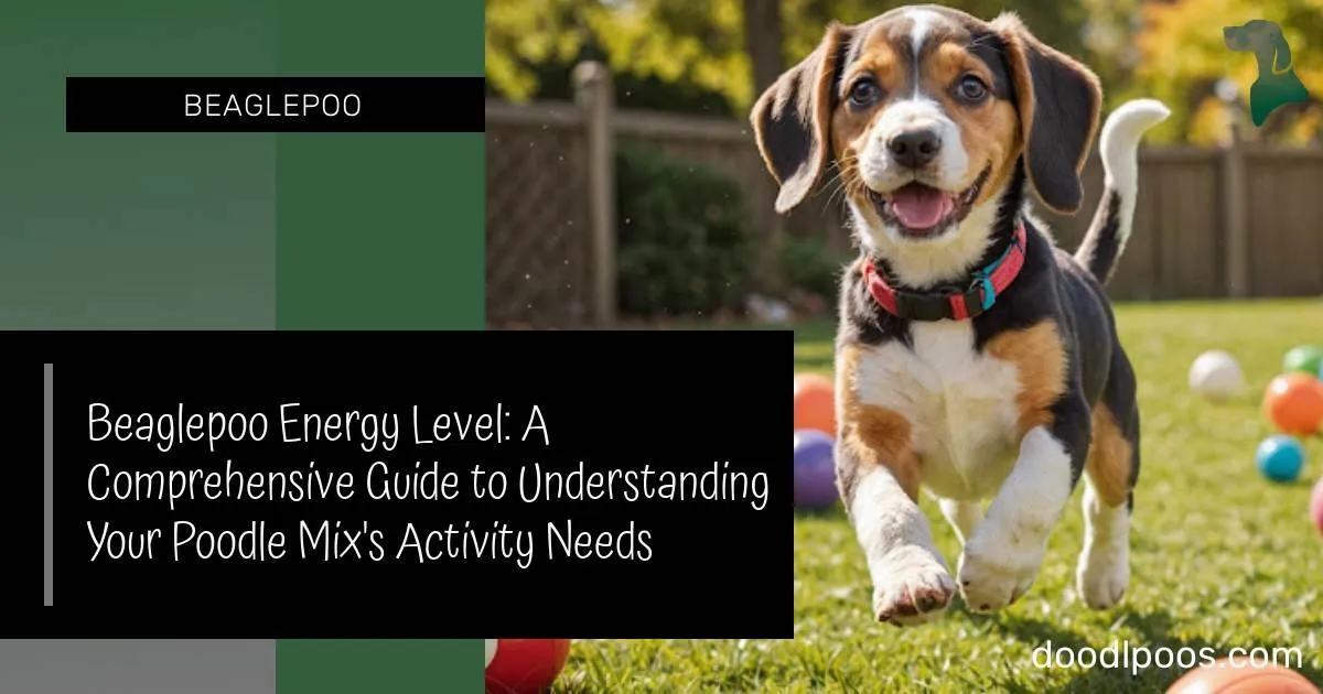 Beaglepoo Energy Level: A Comprehensive Guide to Understanding Your ...