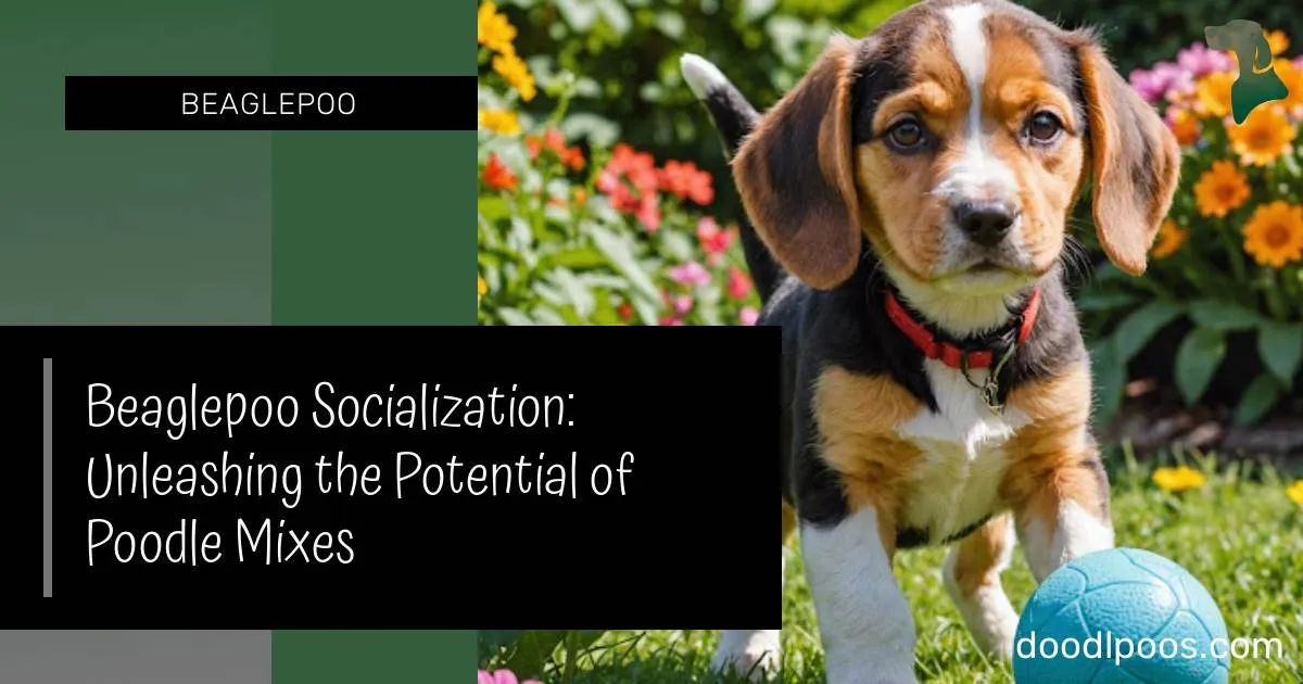 Beaglepoo Socialization: Unleashing the Potential of Poodle Mixes