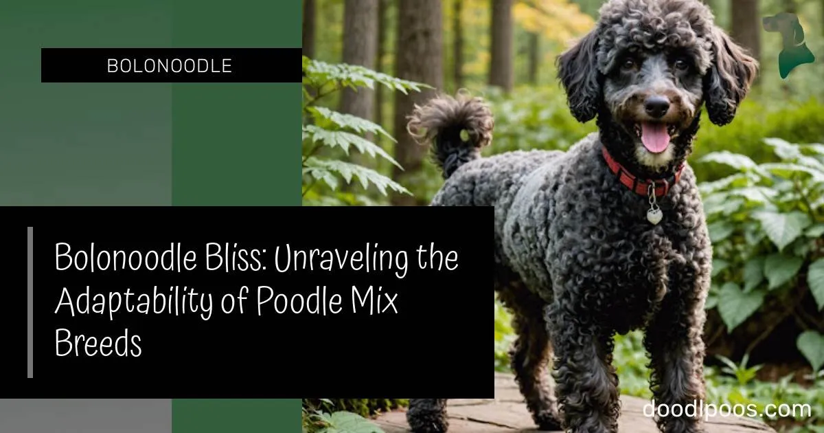 Bolonoodle Adaptability: Unraveling the Versatility of this Poodle Mix ...