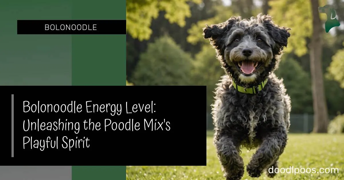 Bolonoodle Energy Level: Unleashing the Poodle Mix's Playful Spirit