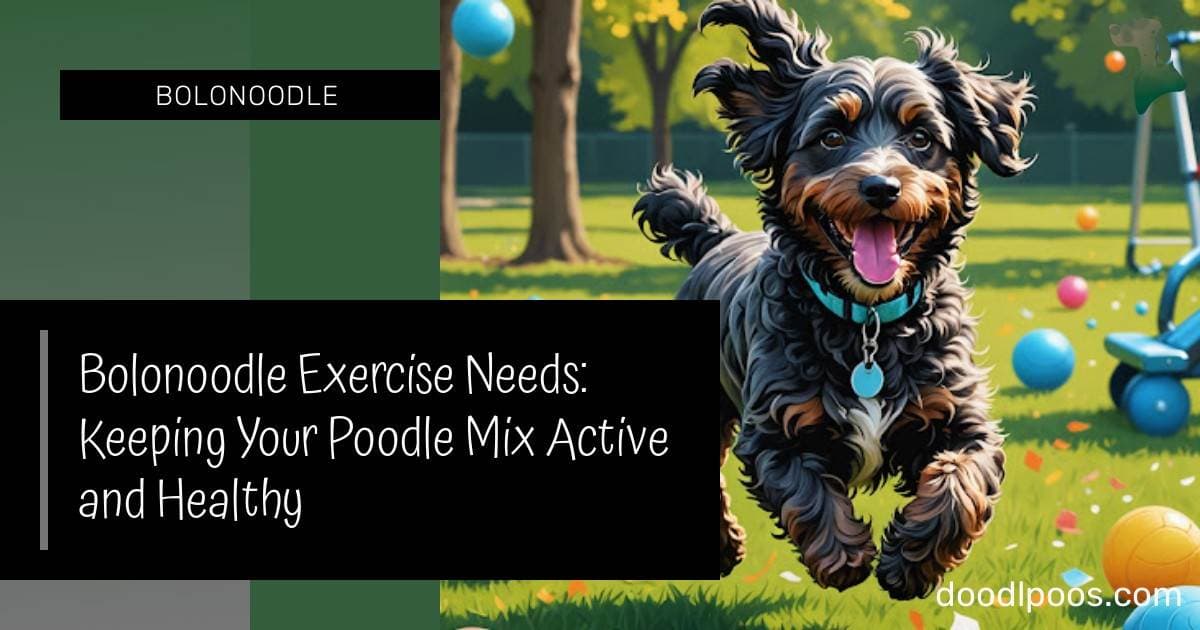 Bolonoodle Exercise Needs: Keeping Your Poodle Mix Active and Healthy