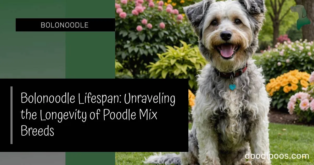 Bolonoodle Lifespan: Unraveling the Longevity of Poodle Mix Breeds