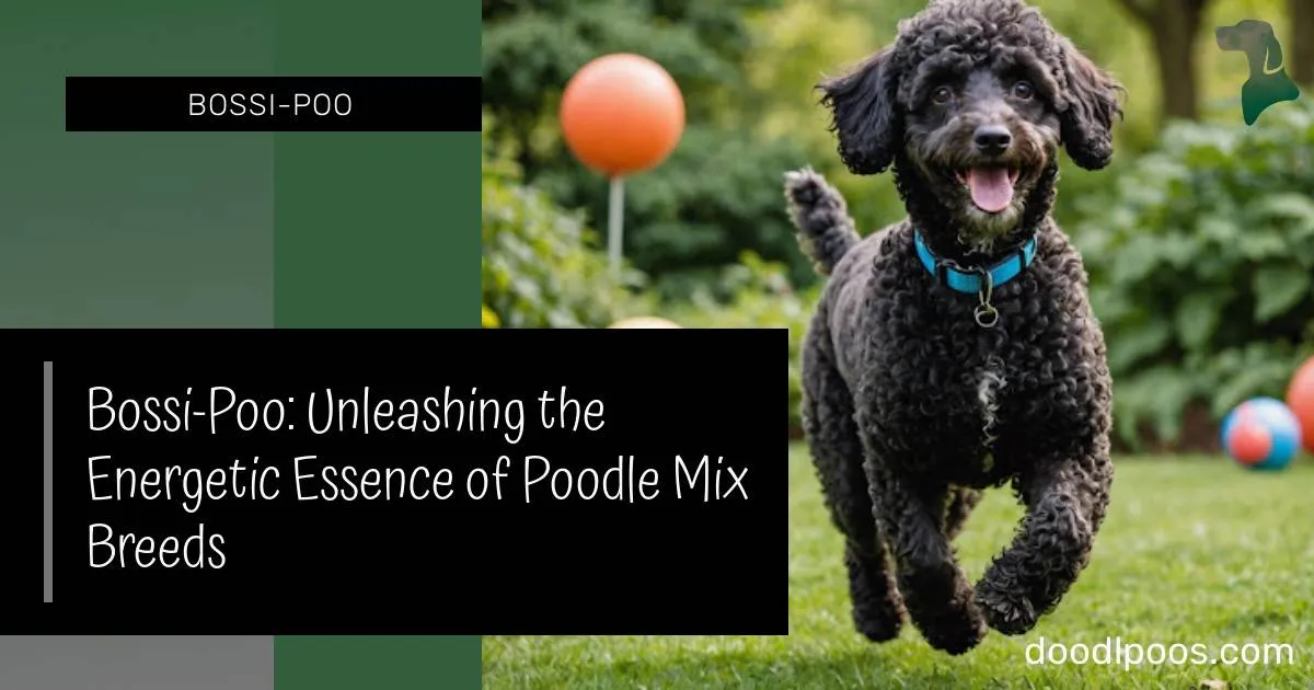 Bossi-Poo Energy: Unleashing the Energetic Essence of this Poodle Mix Breed