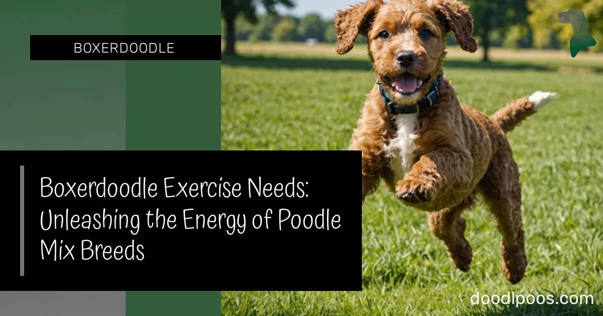 Boxerdoodle Exercise Needs: Unleashing the Energy of Poodle Mix Breeds
