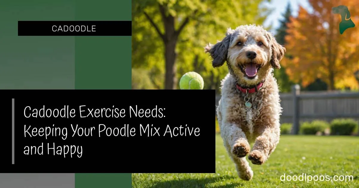 Cadoodle Exercise Needs: Keeping Your Poodle Mix Active and Happy