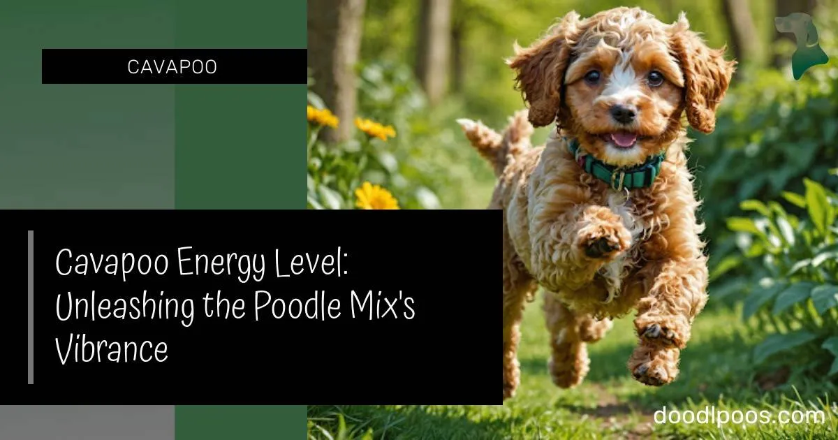 Cavapoo Energy Level: Unleashing the Poodle Mix's Vibrance