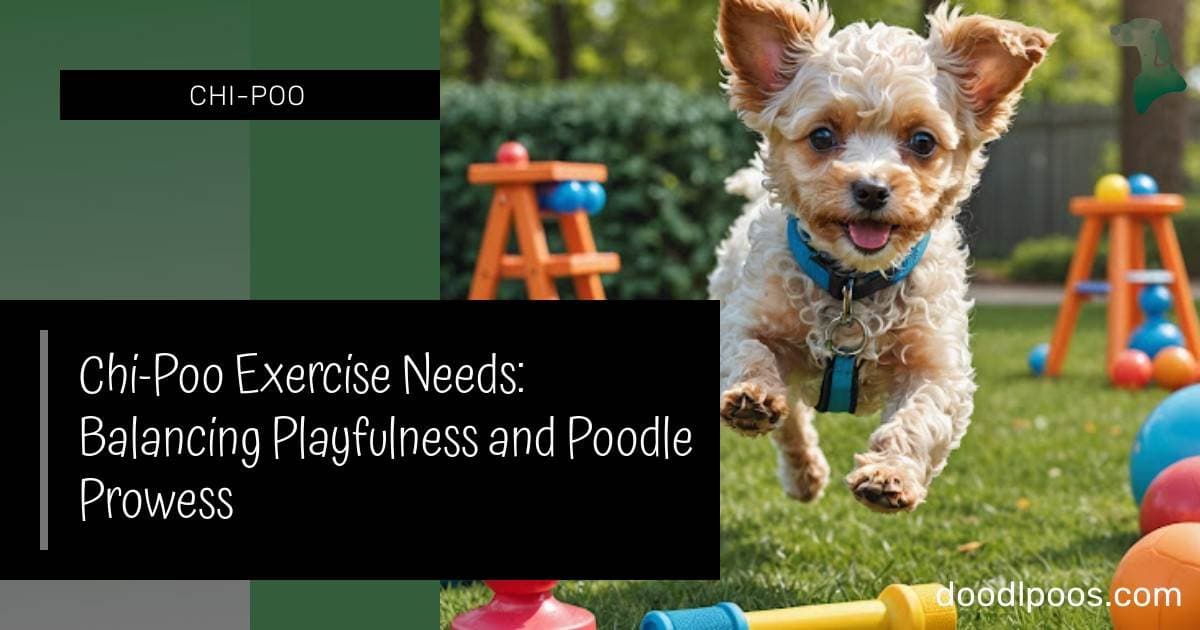 Chi-Poo Exercise Needs: Balancing Playfulness and Poodle Prowess