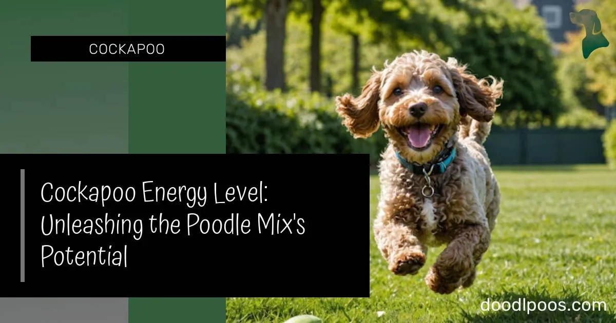 Cockapoo Energy Level: Unleashing the Poodle Mix's Potential