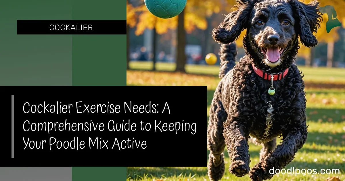 Cockalier Exercise Needs: A Comprehensive Guide to Keeping Your Poodle ...