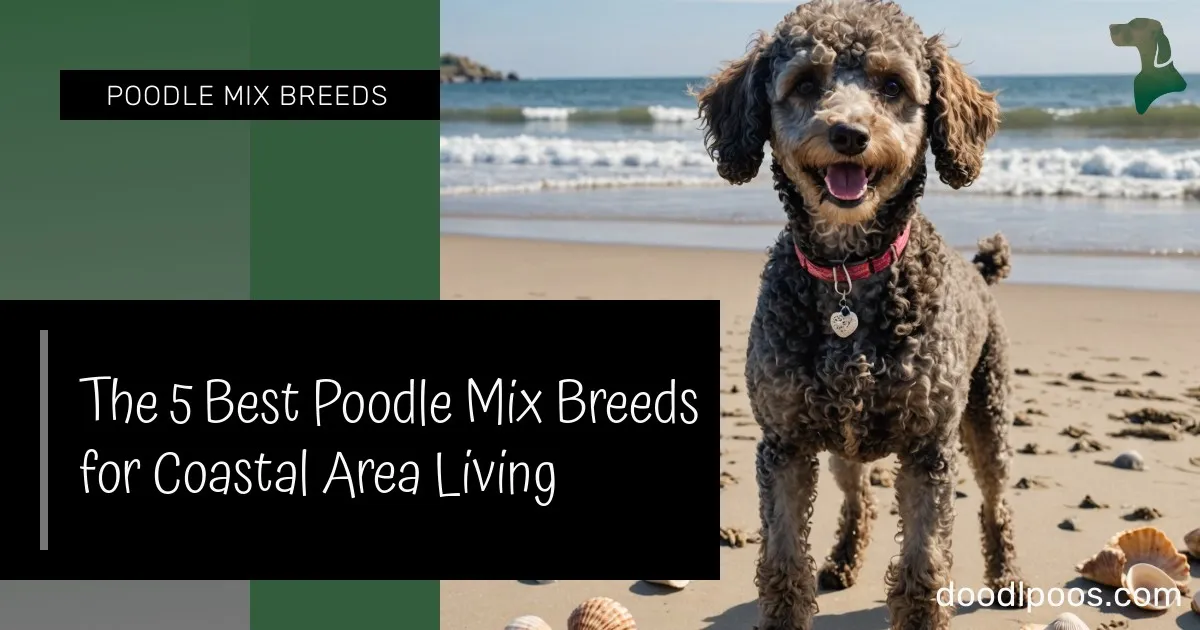 The 5 Best Poodle Mix Breeds for Coastal Area Living